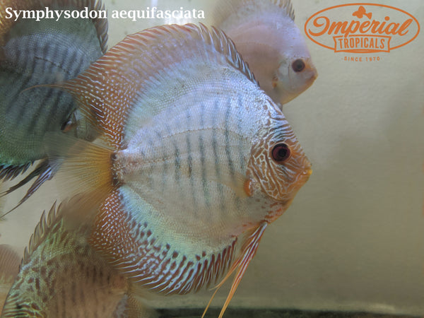 Assorted Discus (Symphysodon aequifasciata) – Imperial Tropicals