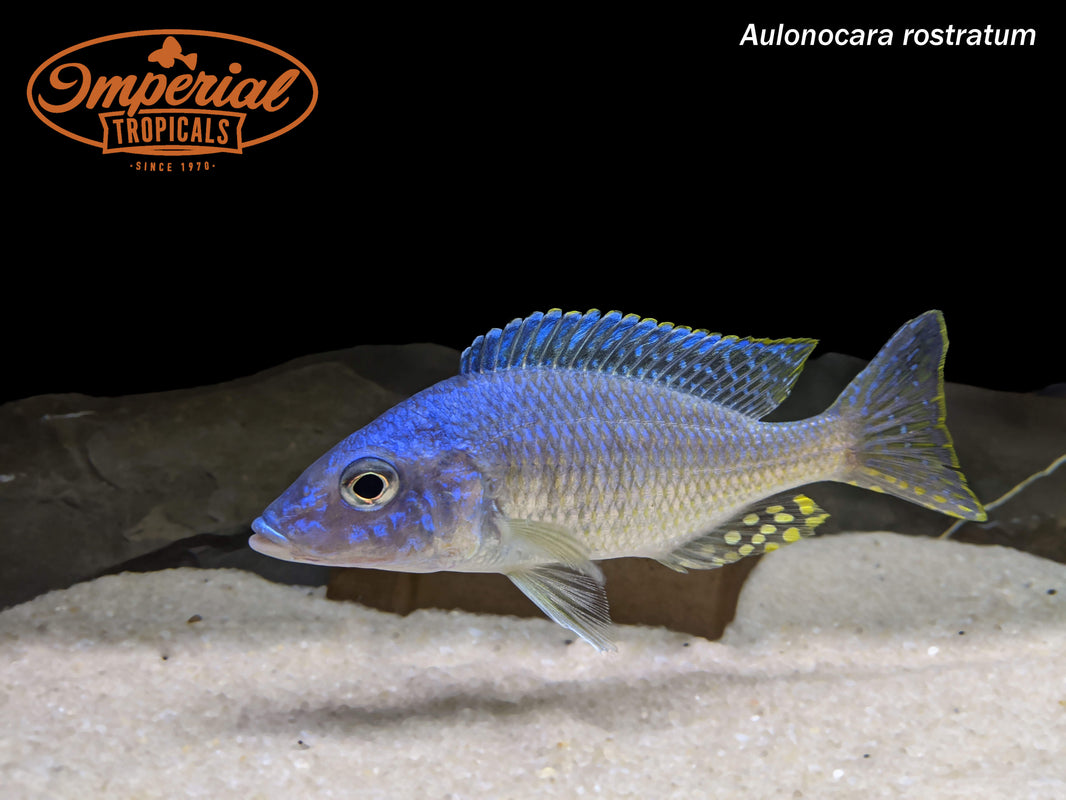 African cichlids – Imperial Tropicals