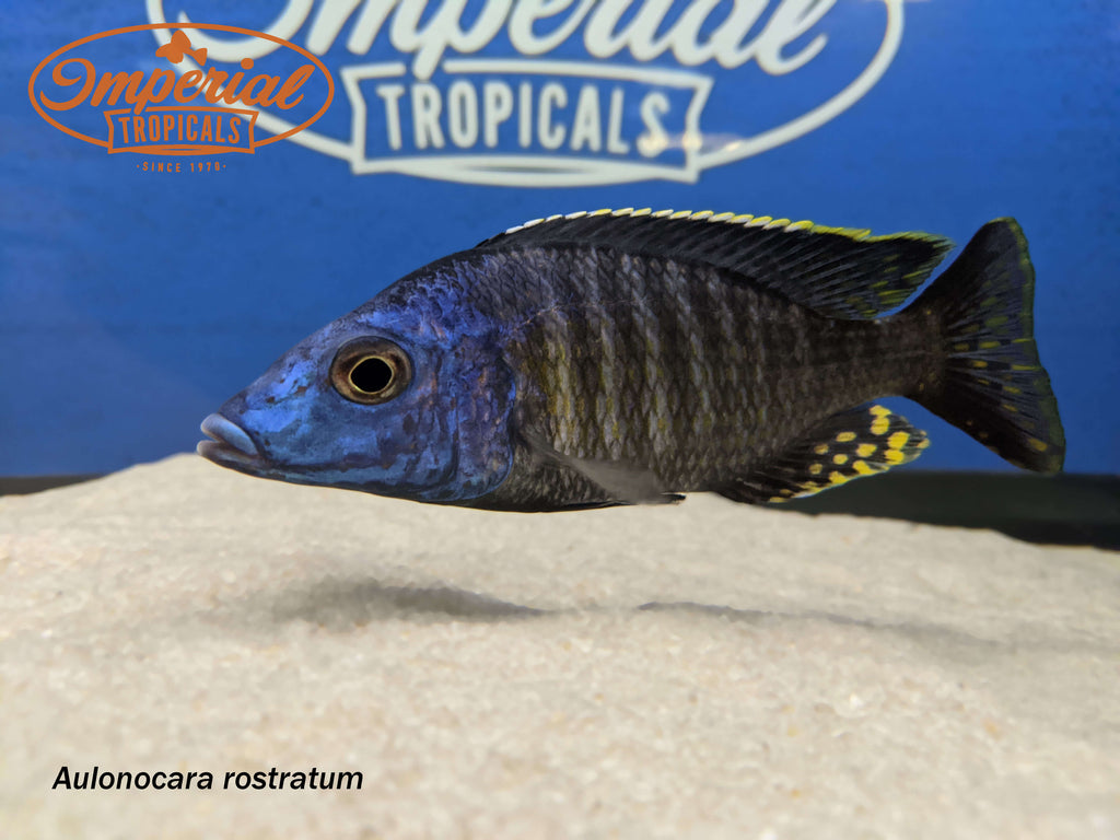 (Aulonocara rostratum) – Imperial Tropicals