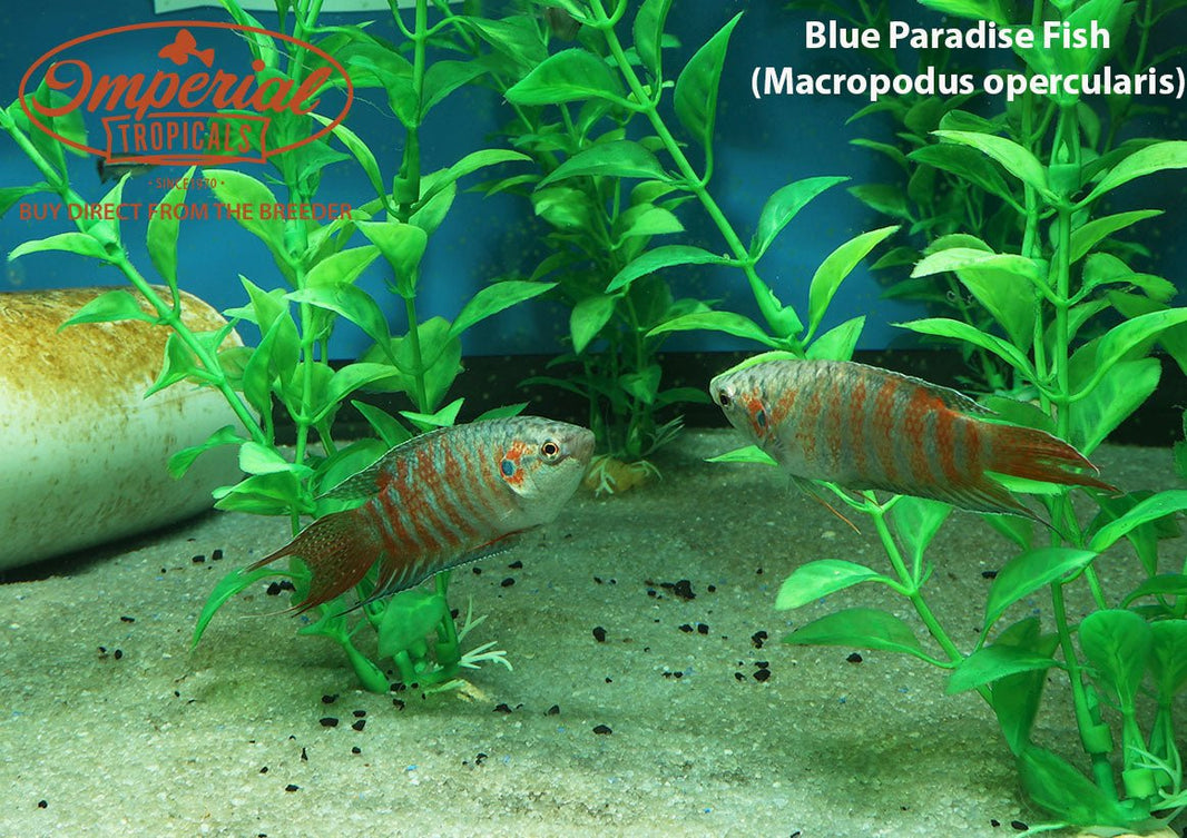 Labyrinth fish – Imperial Tropicals
