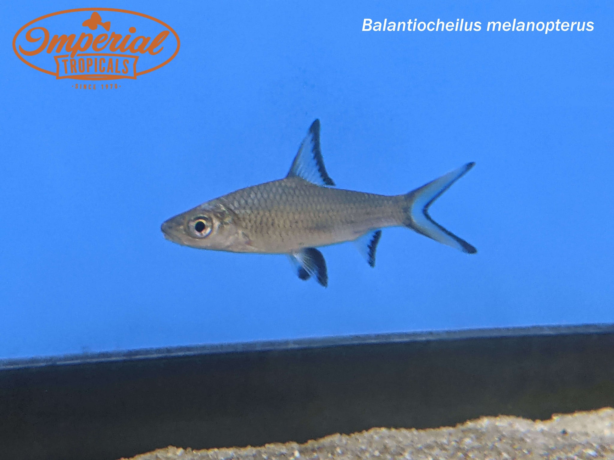 Bala Shark (Balantiocheilus melanopterus) - shop Imperial Tropicals