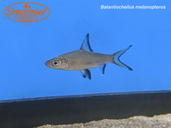 Barbs and Other Cyprinids – Imperial Tropicals
