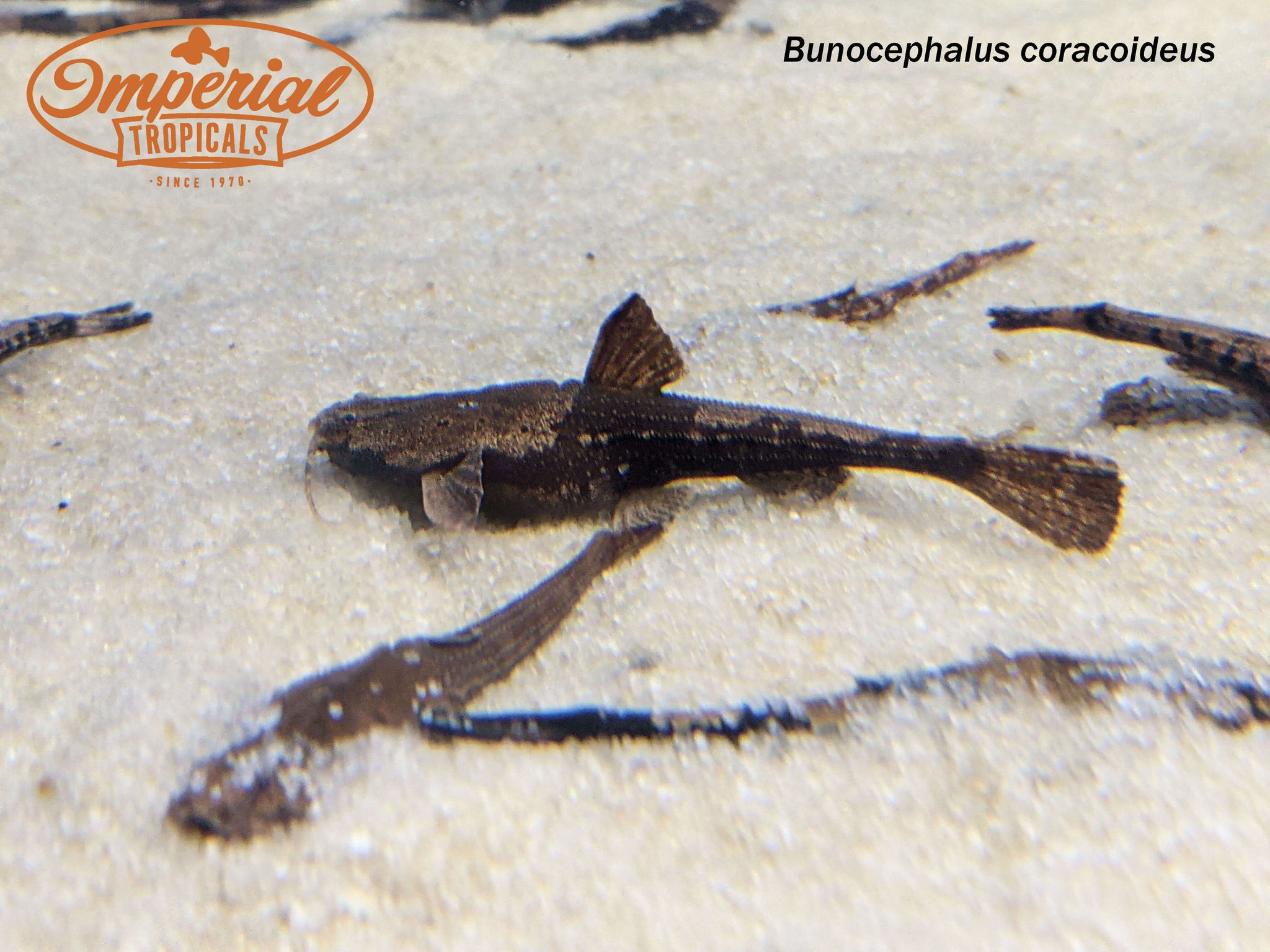 Banjo Catfish (Bunocephalus coracoideus) - shop Imperial Tropicals