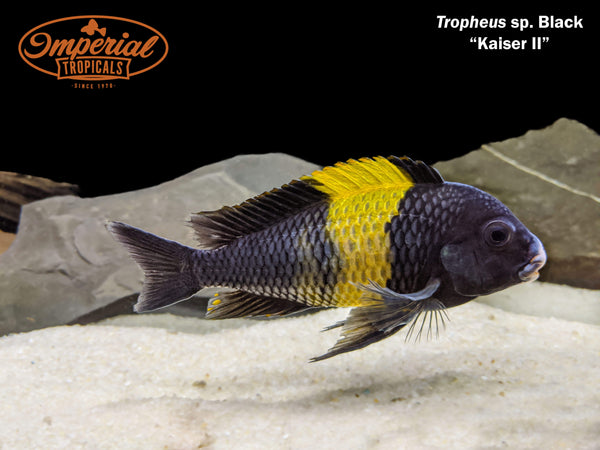 Black Kaiser II (Tropheus sp.) – Imperial Tropicals
