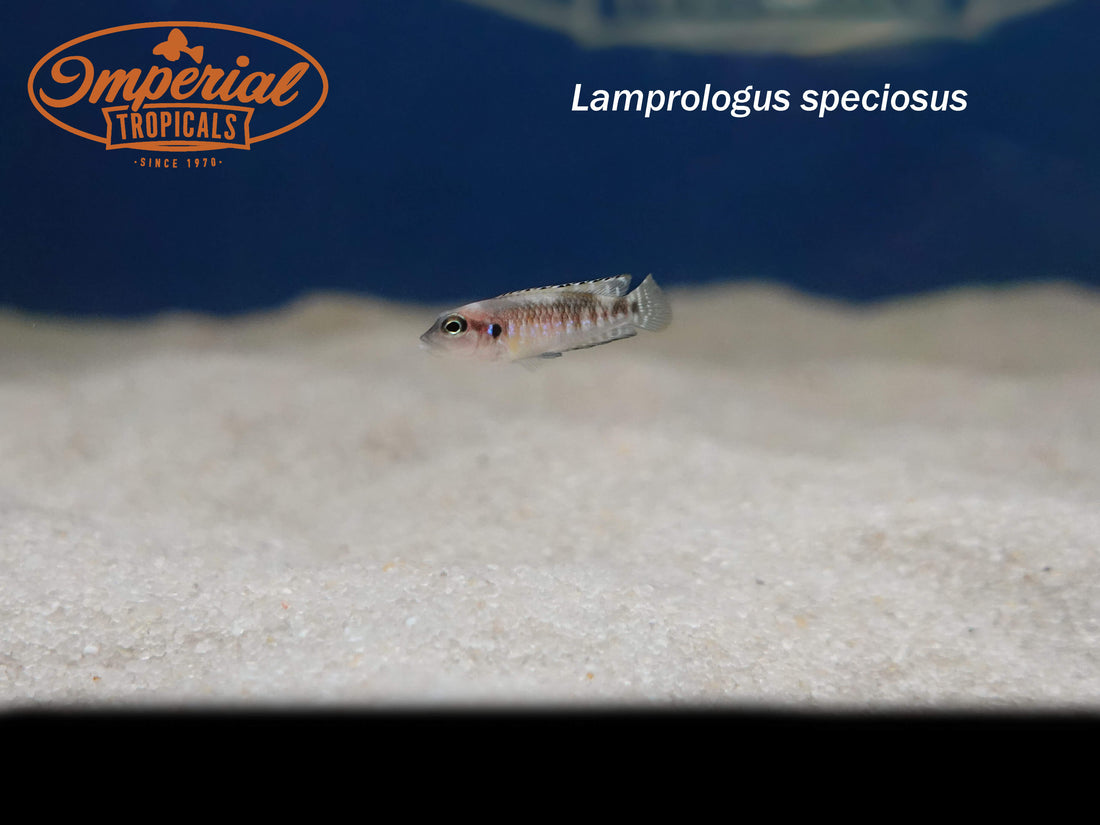 Black Ocellatus (Lamprologus speciosus) - shop Imperial Tropicals