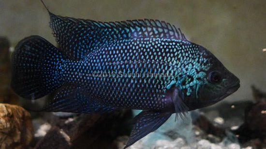 Umbee Cichlid (Kronoheros umbriferus) - shop Imperial Tropicals