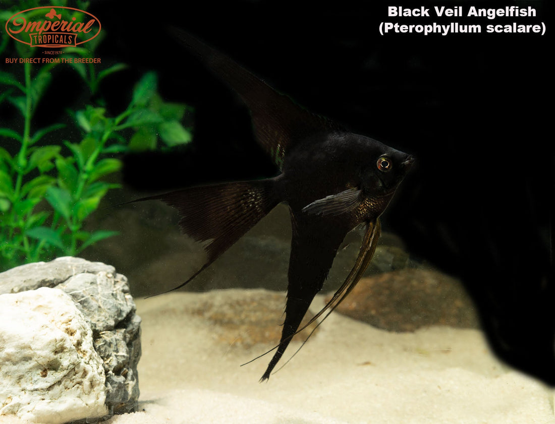 Black Veil-Tail Angelfish (Pterophyllum scalare) - shop Imperial Tropicals