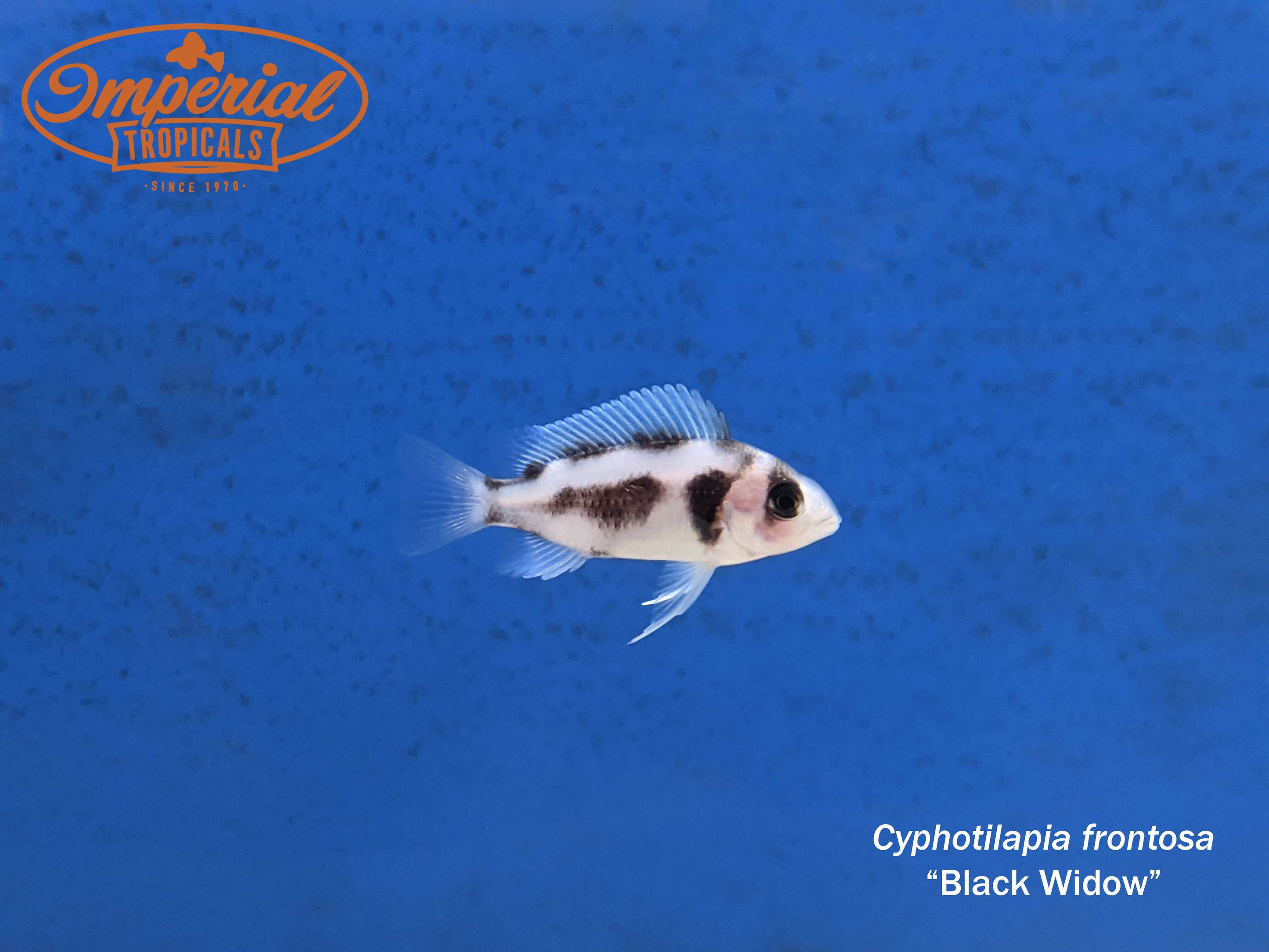 Black Widow Frontosa (Cyphotilapia frontosa) - shop Imperial Tropicals