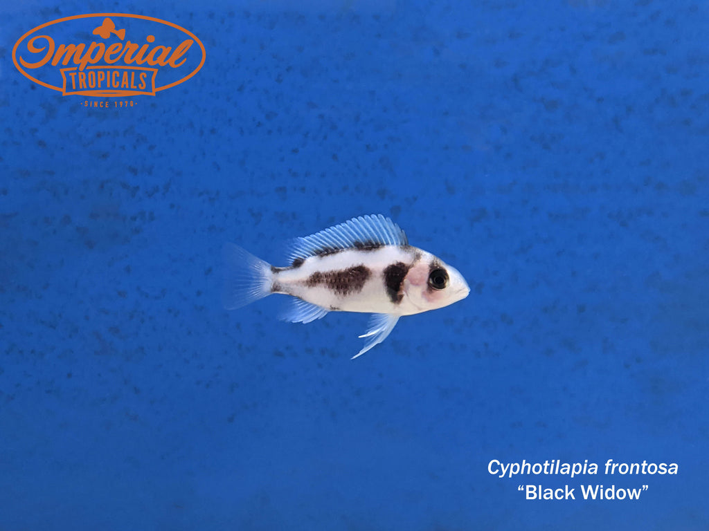 Black Widow Frontosa (Cyphotilapia frontosa) – Imperial Tropicals