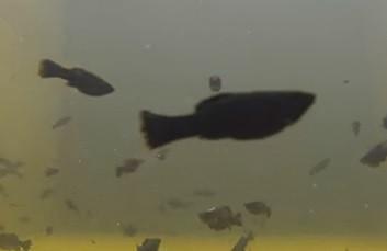 Assorted Molly Package – Imperial Tropicals