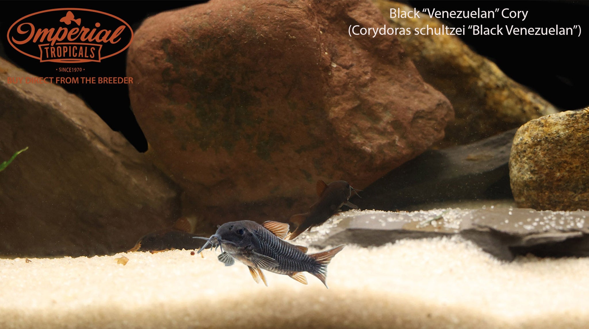 Black Venezuelan Cory Catfish (Corydoras schultzei) - shop Imperial ...