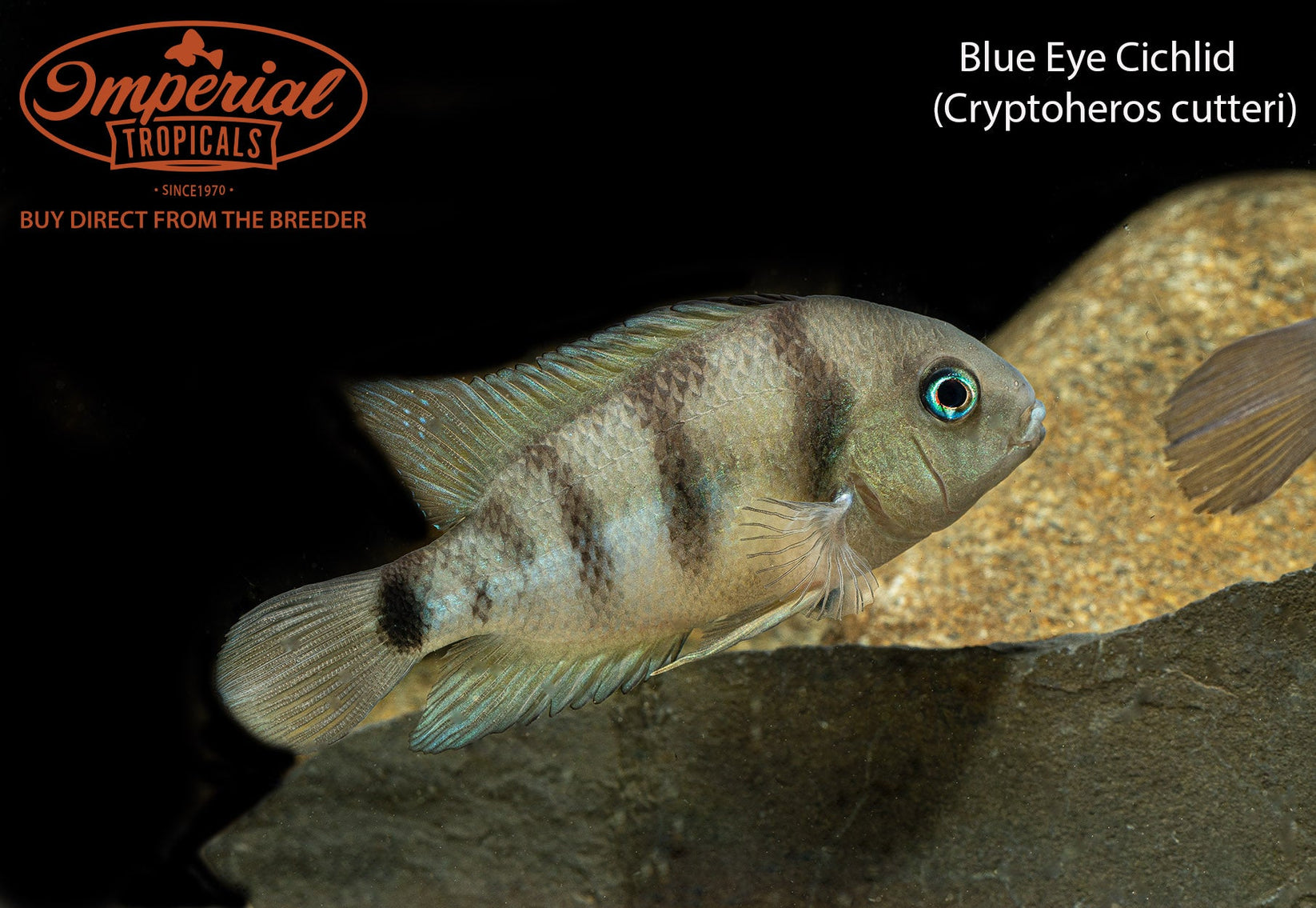Blue Eye Cichlid (Cryptoheros cutteri) - shop Imperial Tropicals
