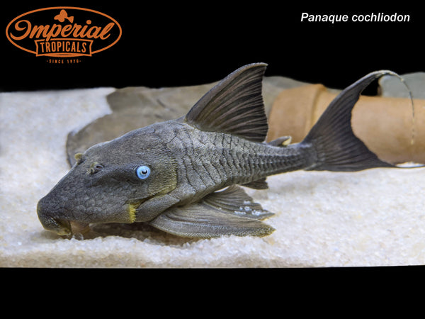 Blue Eye Panaque (Panaque cochliodon) – Imperial Tropicals