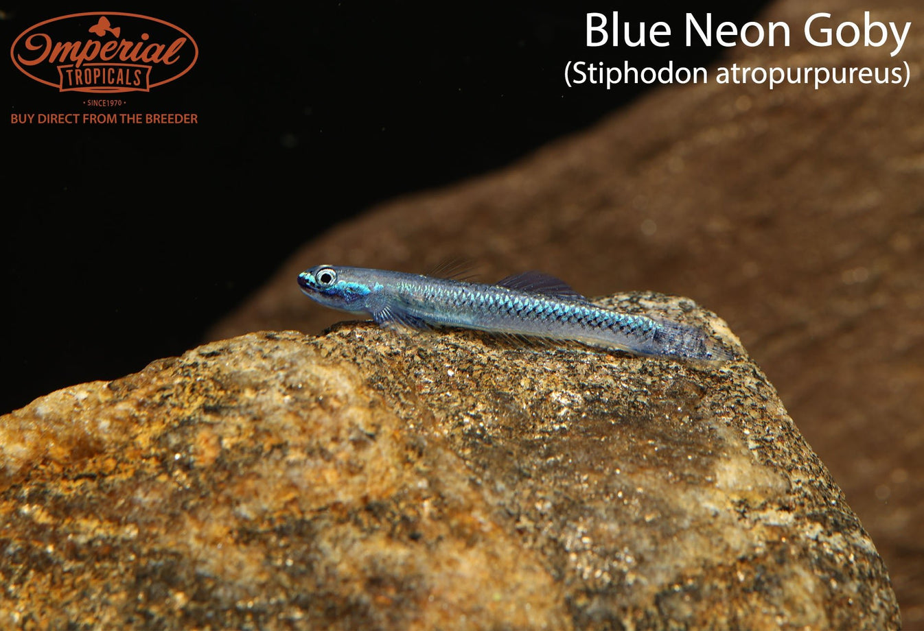 Blue Neon Goby (Stiphodon atropurpureus) - shop Imperial Tropicals