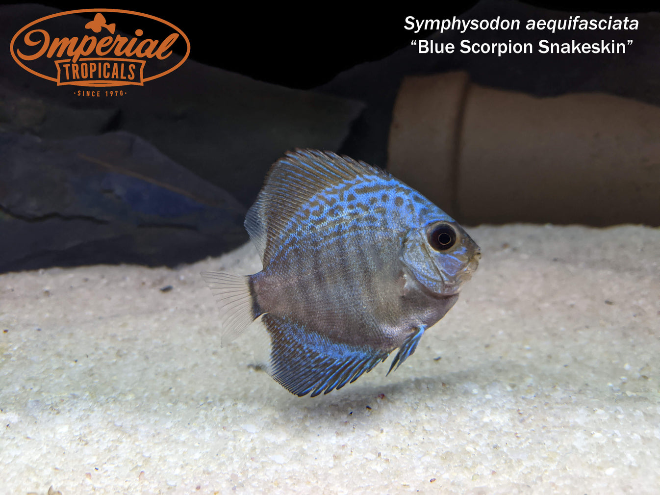 Blue Scorpion Snakeskin Discus (Symphysodon aequifasciata) - shop ...