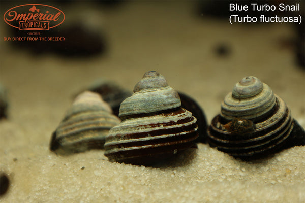 Blue Turbo Snail (Celetaia persculpta) – Imperial Tropicals