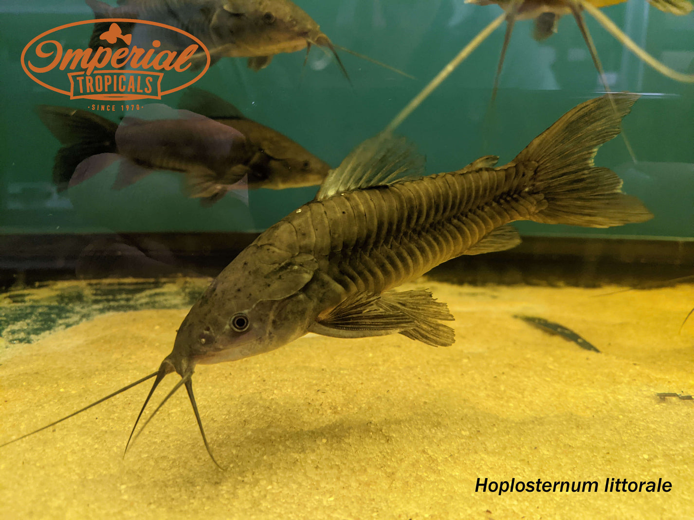 Brown Hoplo Catfish (Hoplosternum littorale) - shop Imperial Tropicals