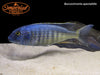 (Buccochromis spectabilis) – Imperial Tropicals