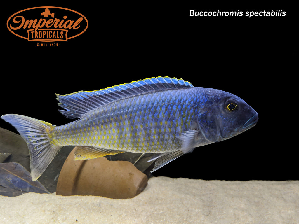 (Buccochromis spectabilis) – Imperial Tropicals