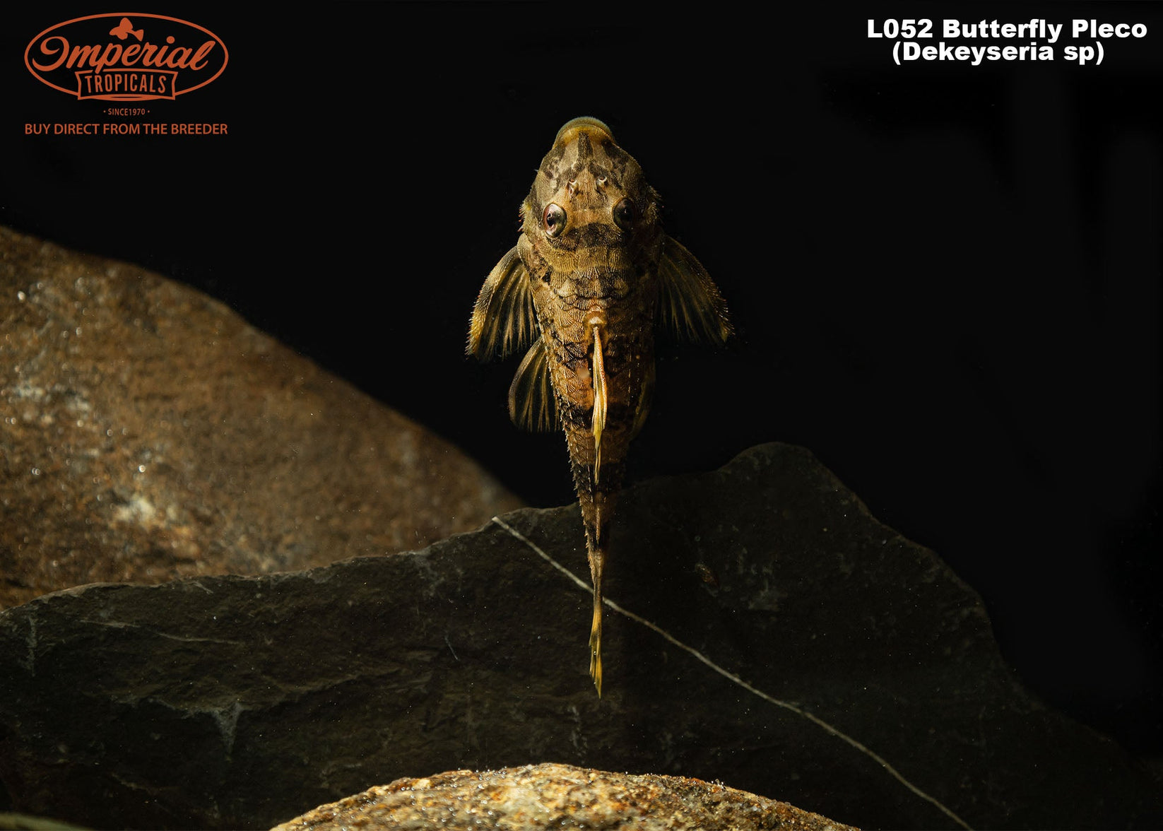 L052 Butterfly Pleco (Dekeyseria sp.) - shop Imperial Tropicals