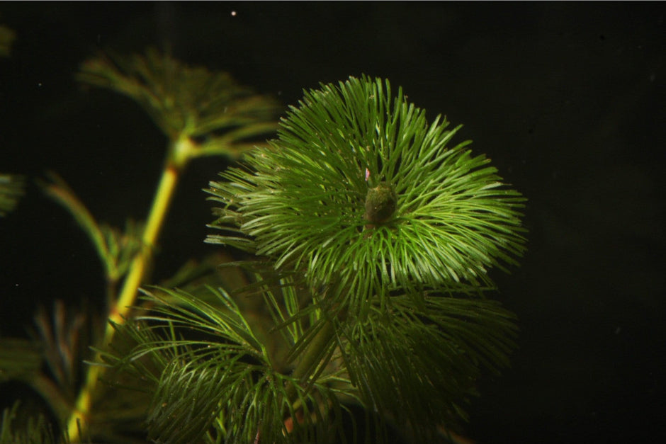 Aquatic Plants – Imperial Tropicals