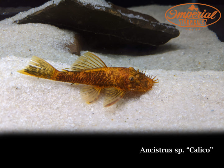 Catfish – Imperial Tropicals