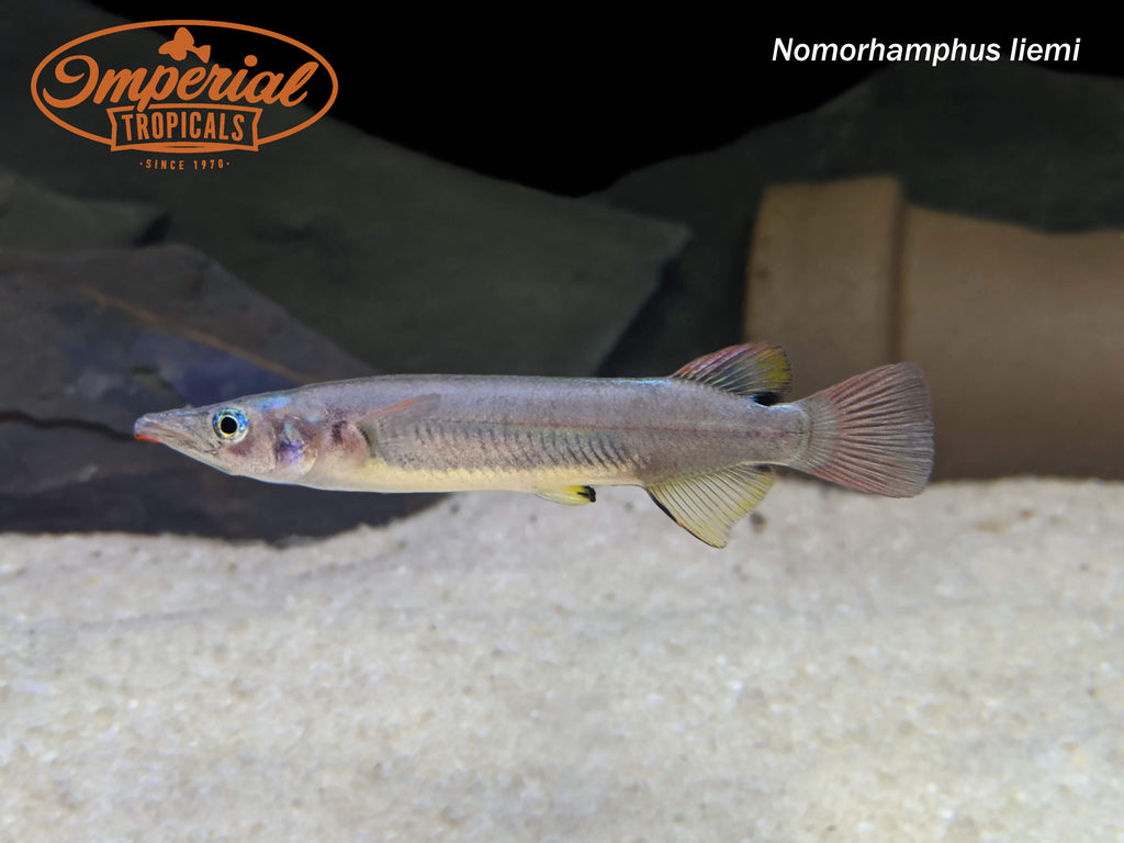 Celebes Halfbeak (Nomorhamphus liemi) – Imperial Tropicals