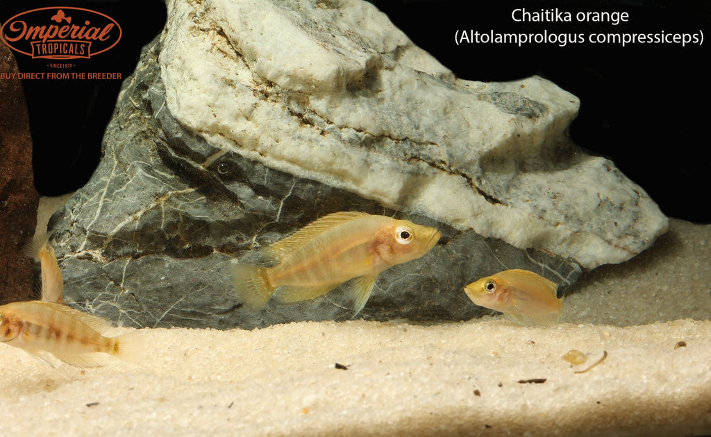 Chaitika orange (Altolamprologus compressiceps) – Imperial Tropicals