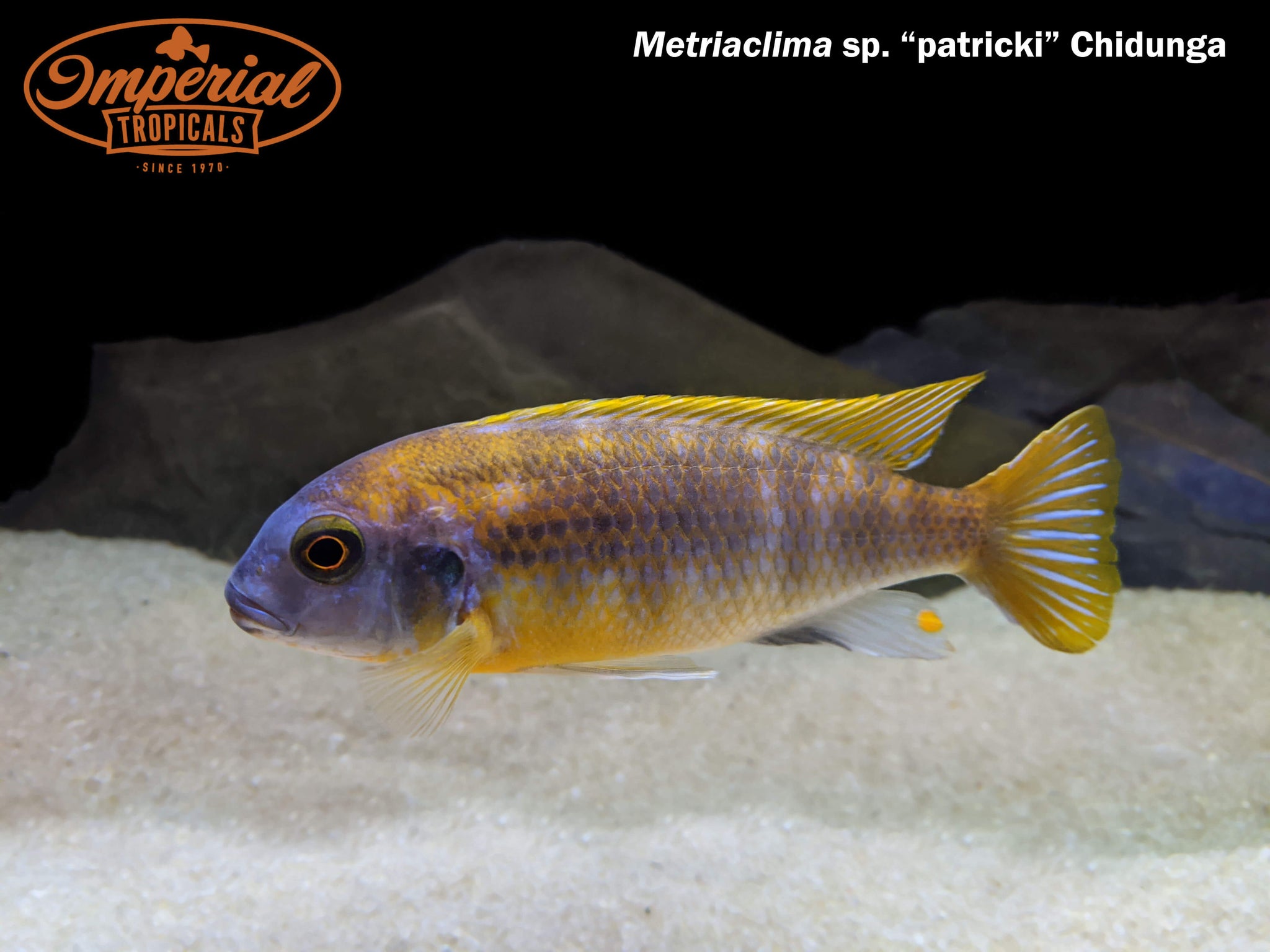 Metriaclima sp. patricki "Chidunga" - shop Imperial Tropicals