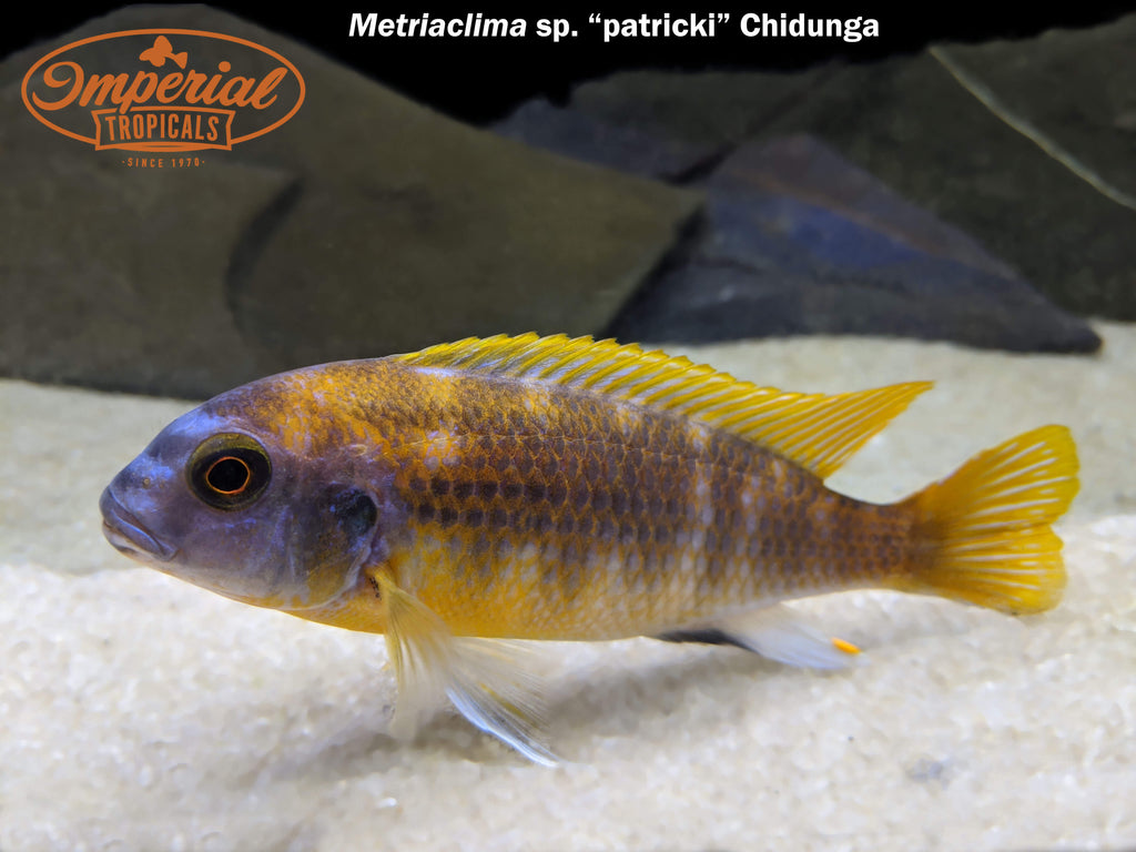 (Metriaclima sp. patricki) "Chidunga" – Imperial Tropicals