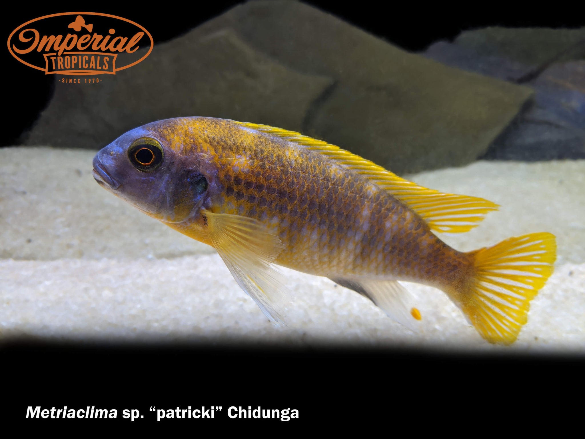 Metriaclima sp. patricki "Chidunga" - shop Imperial Tropicals