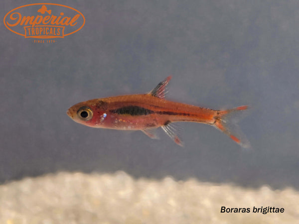 Chili Rasbora (Boraras brigittae) – Imperial Tropicals