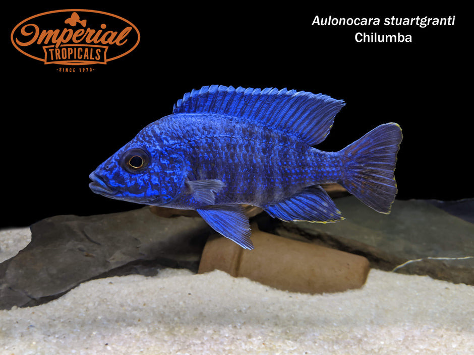 African cichlids – Imperial Tropicals