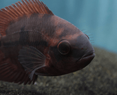 American cichlids – Imperial Tropicals