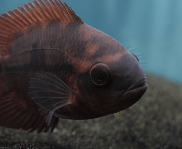 American cichlids – Imperial Tropicals