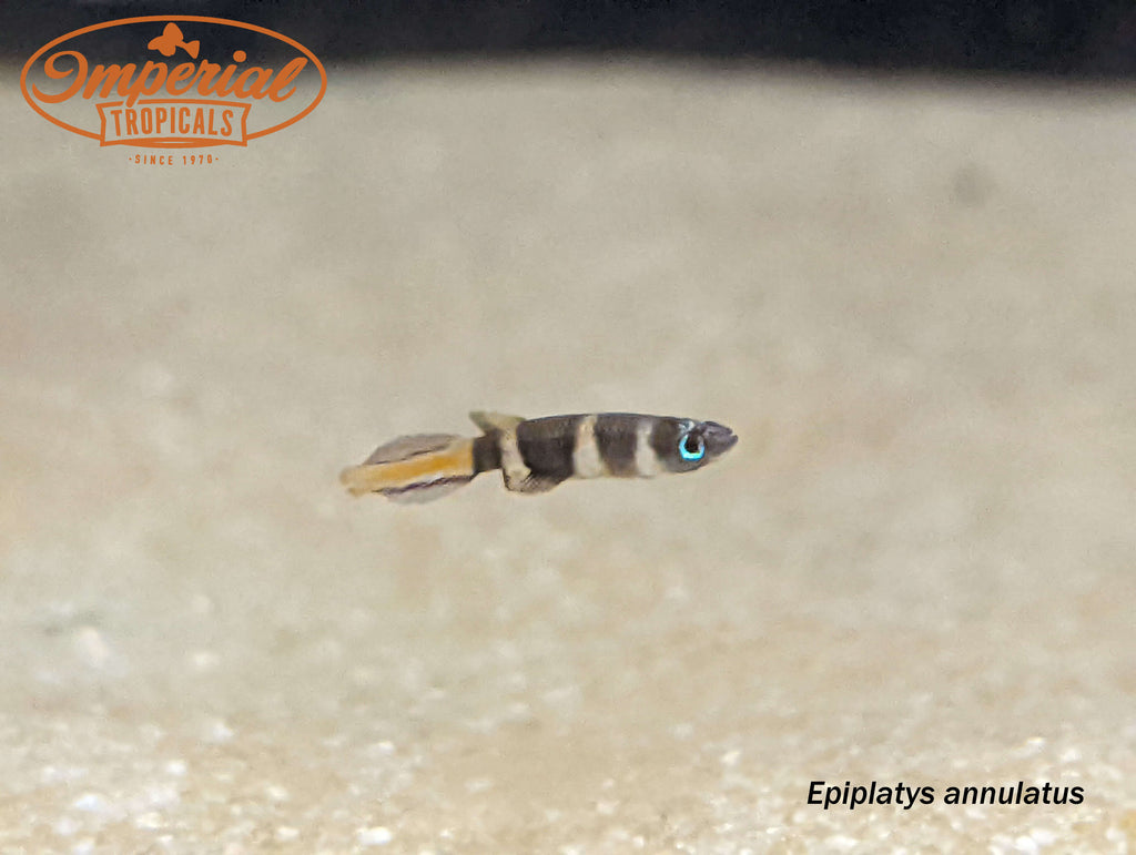 Clown Killi (Epiplatys annulatus) – Imperial Tropicals