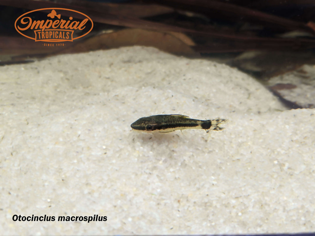 New Arrivals at Imperial Tropicals