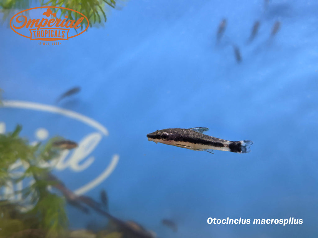 Common Oto (Otocinclus macrospilus) – Imperial Tropicals