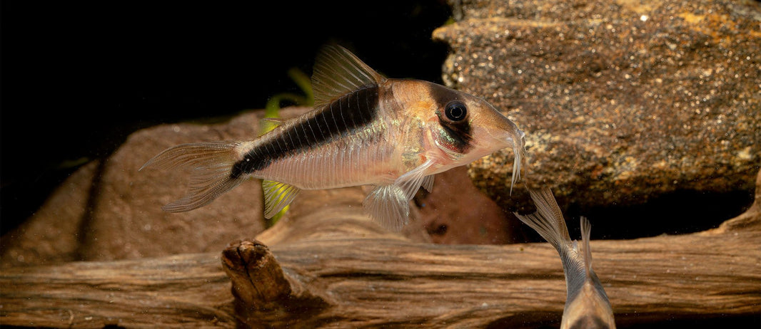 Corydoras – Imperial Tropicals