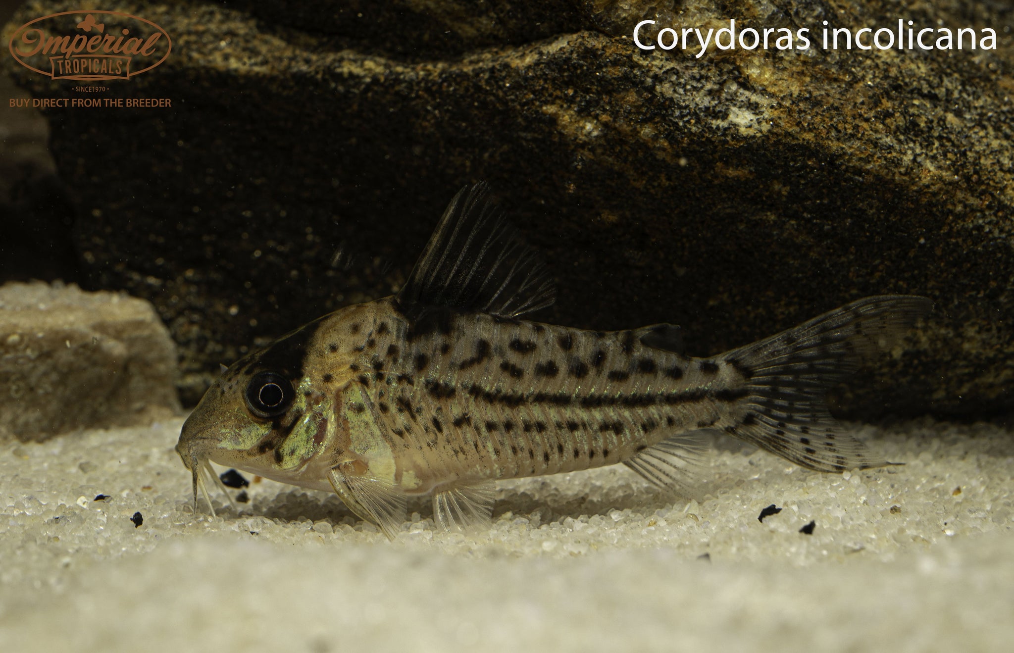 Incolicana Brochis – Imperial Tropicals