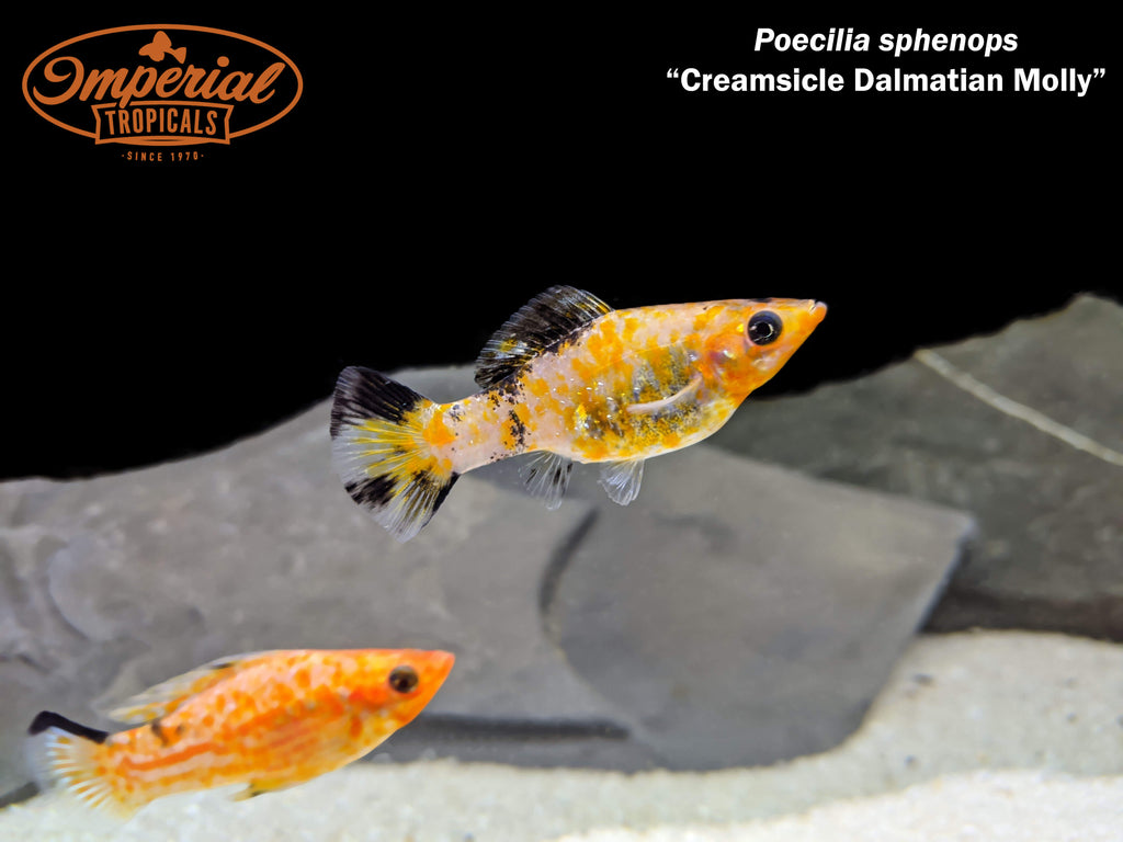 Creamsicle Dalmatian Molly (Poecilia sphenops) – Imperial Tropicals