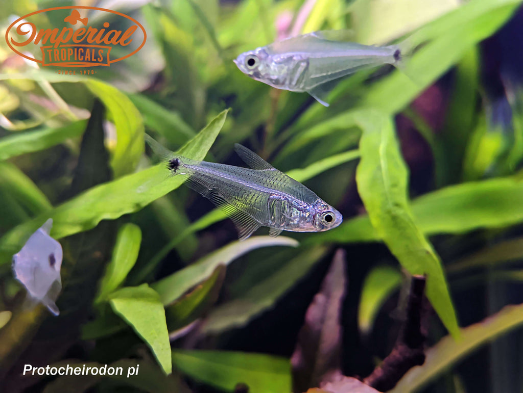 Crystal Tetra (Protocheirodon pi) – Imperial Tropicals