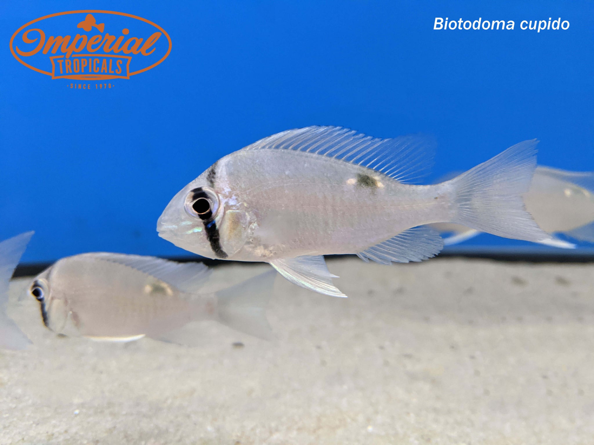 Cupid Cichlid (Biotodoma cupido) - shop Imperial Tropicals