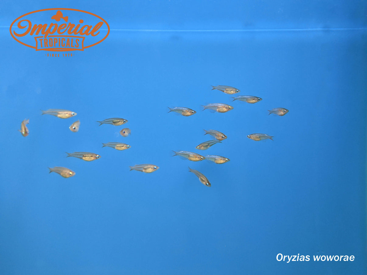 Daisy's Blue Ricefish (Oryzias woworae) - shop Imperial Tropicals