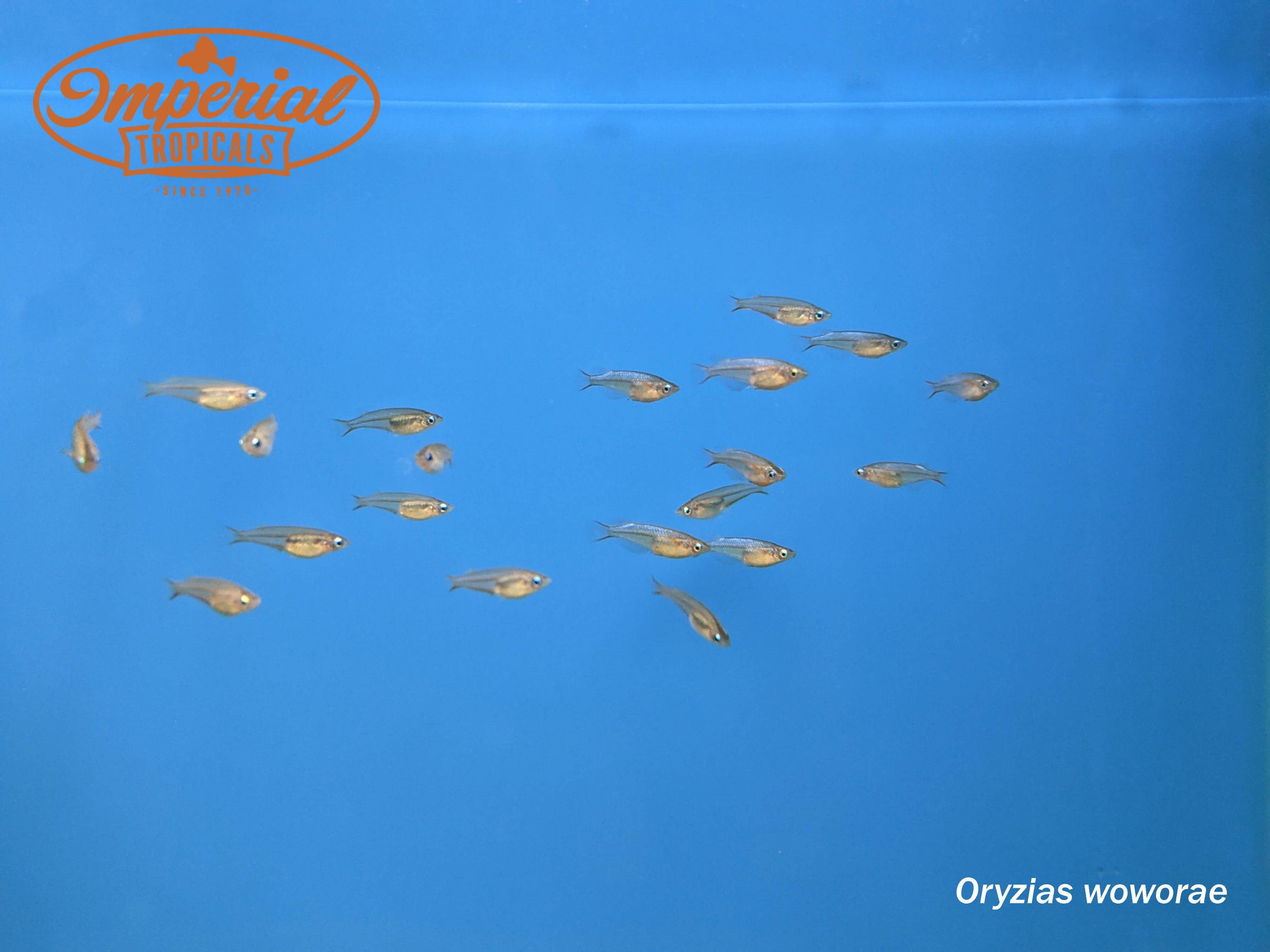 Daisy's Blue Ricefish (Oryzias woworae) - shop Imperial Tropicals