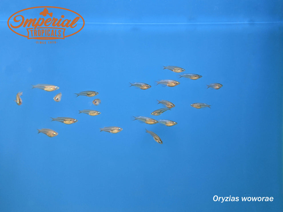 Daisy's Blue Ricefish (Oryzias woworae) - shop Imperial Tropicals