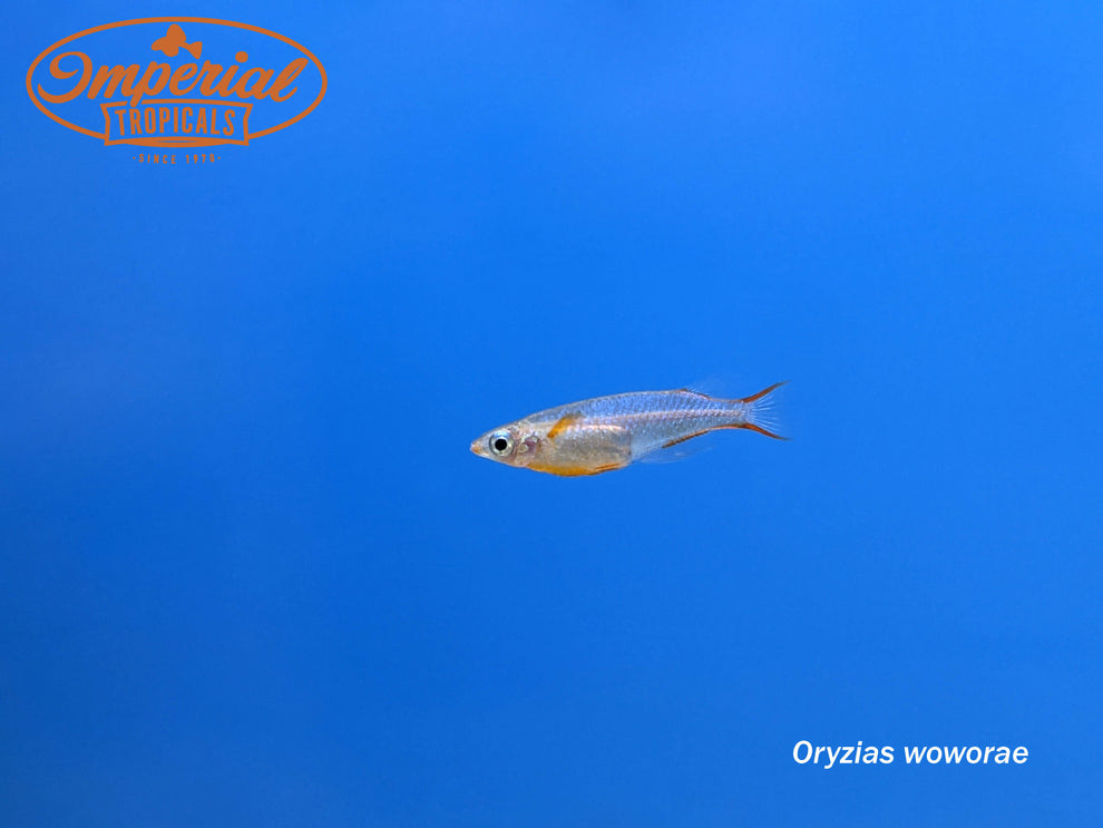 Daisy's Blue Ricefish (Oryzias woworae) - shop Imperial Tropicals