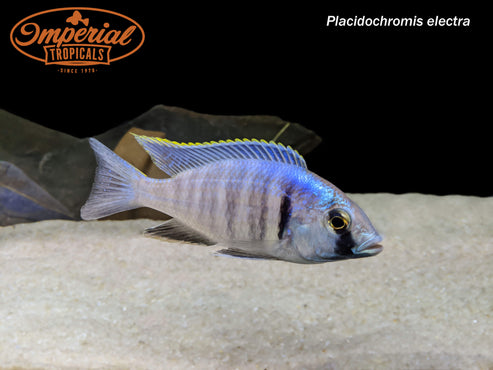 Deep Water Hap (Placidochromis electra) - shop Imperial Tropicals