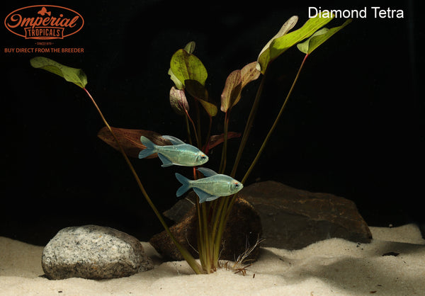 Diamond Tetra (Moenkhausia pittieri) – Imperial Tropicals