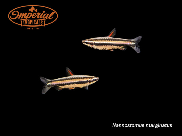 Characiformes (Tetras) – Page 3 – Imperial Tropicals